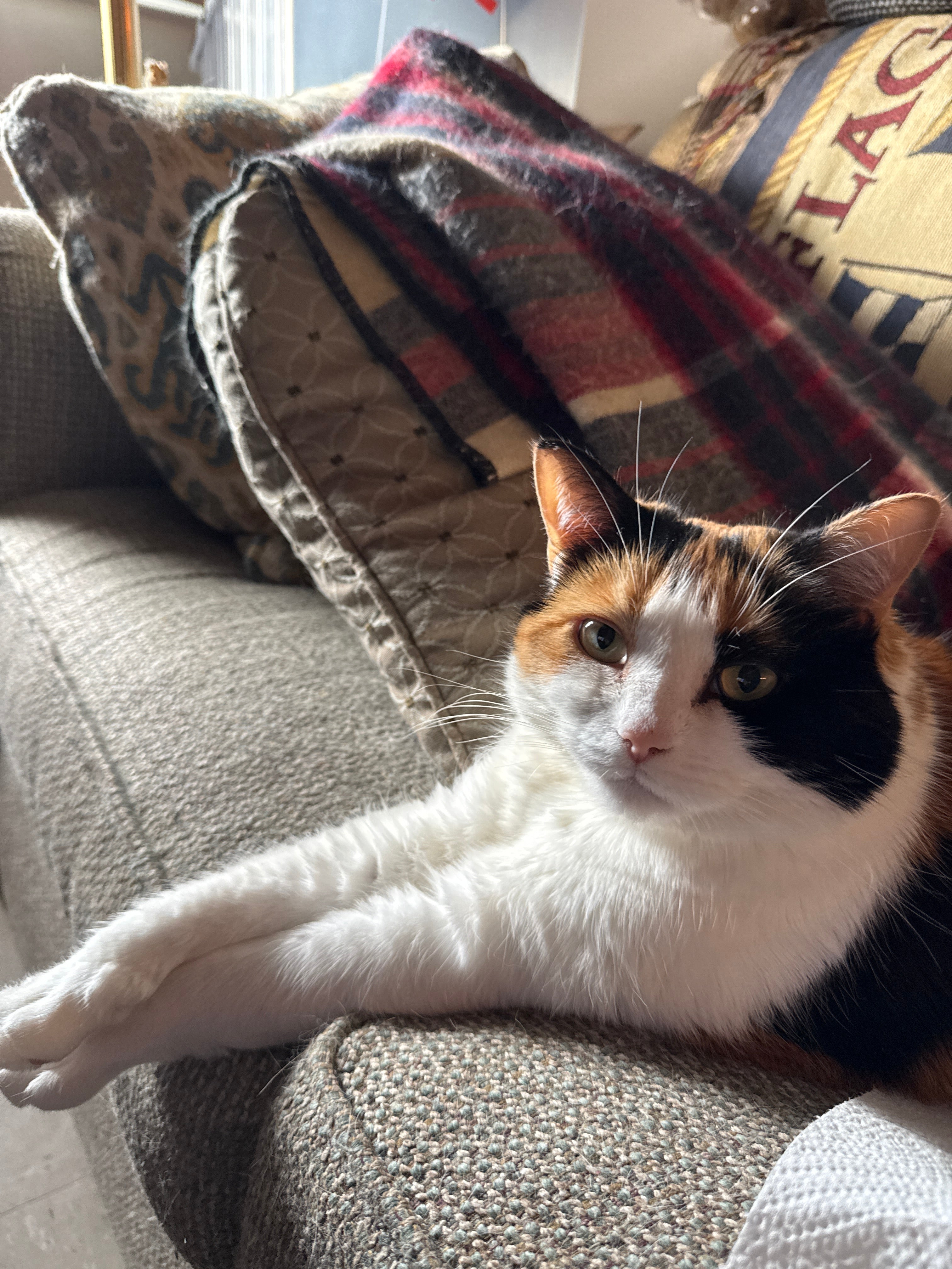 KoolKat 3